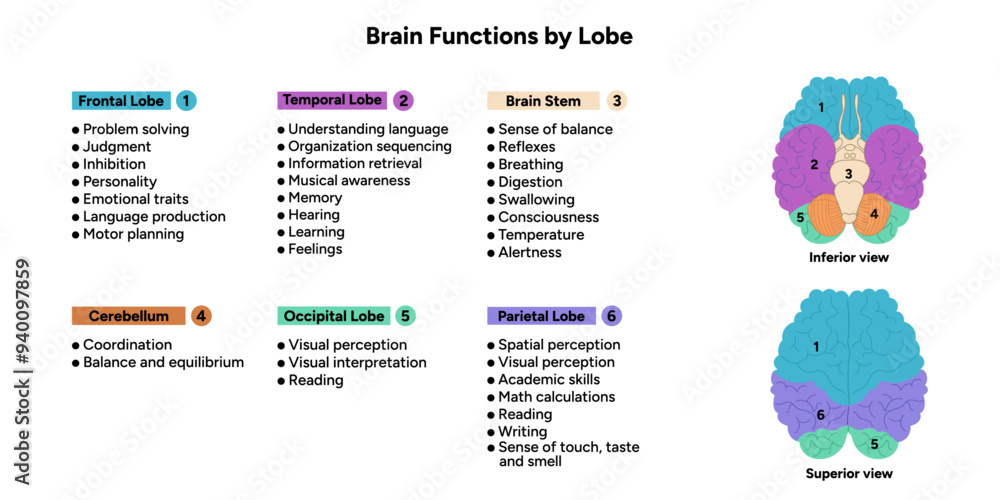 Brain functions by lobe. Medical information and diagram Stock Vector ...