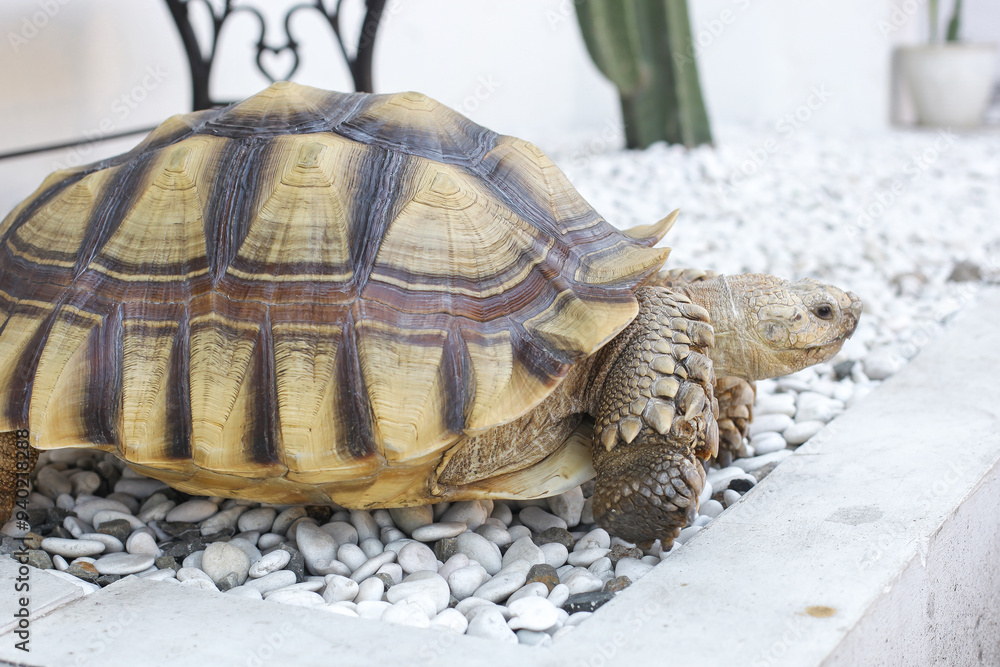 The African spurred tortoise or sulcata tortoise (Centrochelys sulcata ...
