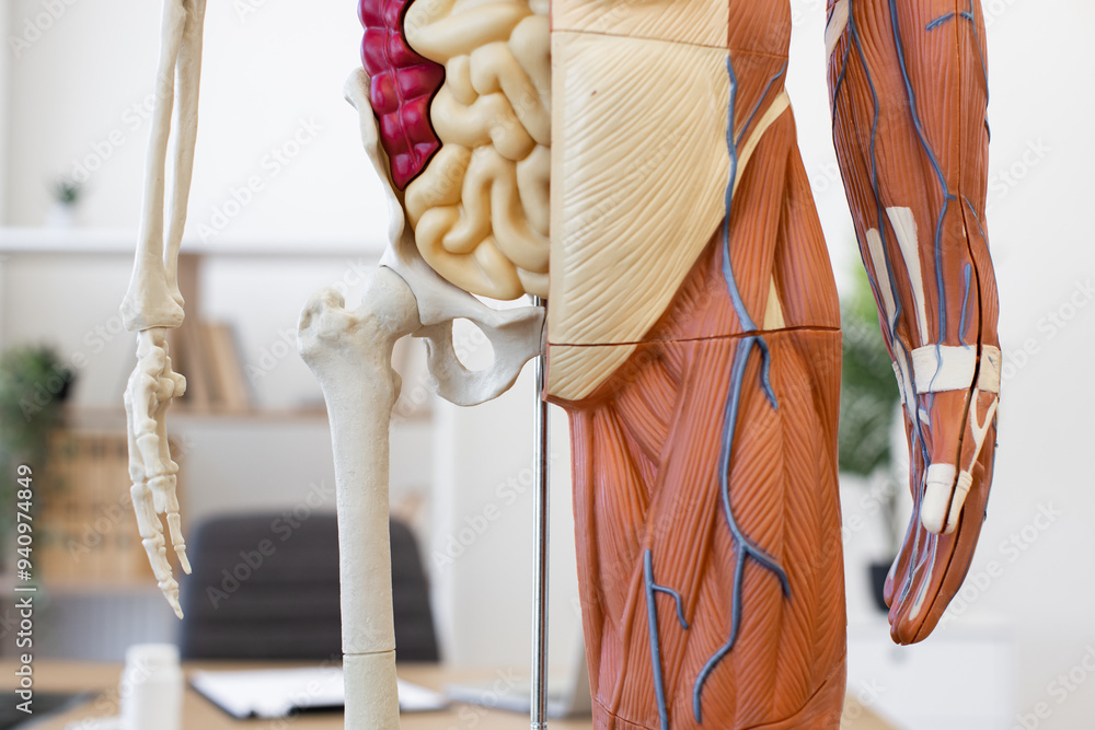 Foto de Detailed human anatomy model displaying half skeleton and half ...
