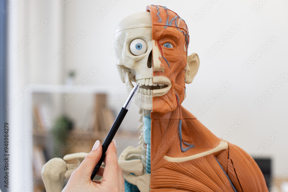 Hand pointing at human anatomical model highlighting muscles and ...