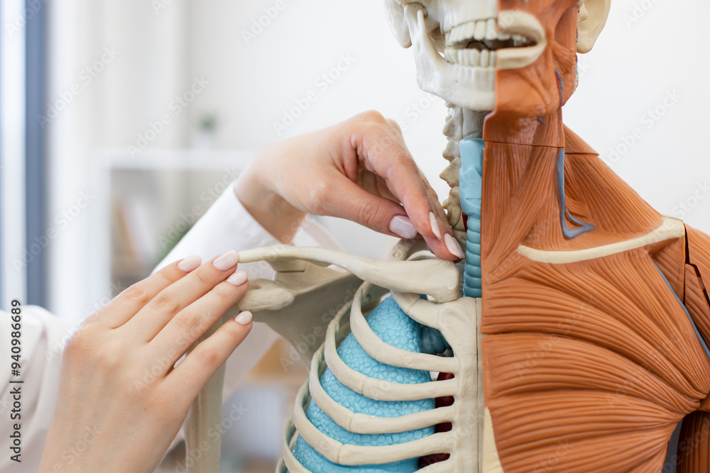 Hands examining anatomical model showing internal structure of human ...