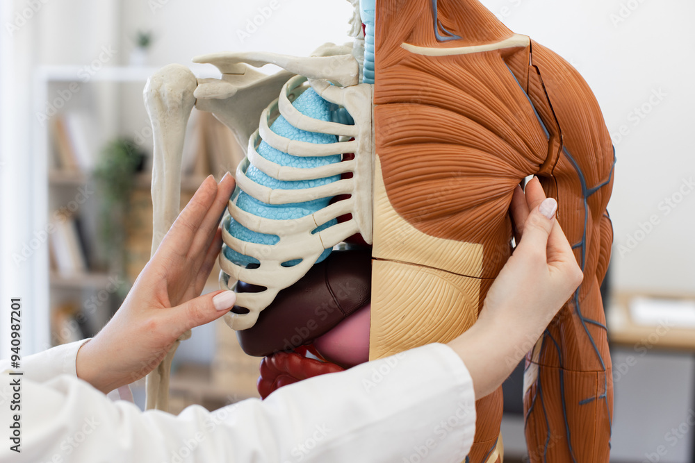 Medical professional examining detailed anatomical model of human body ...