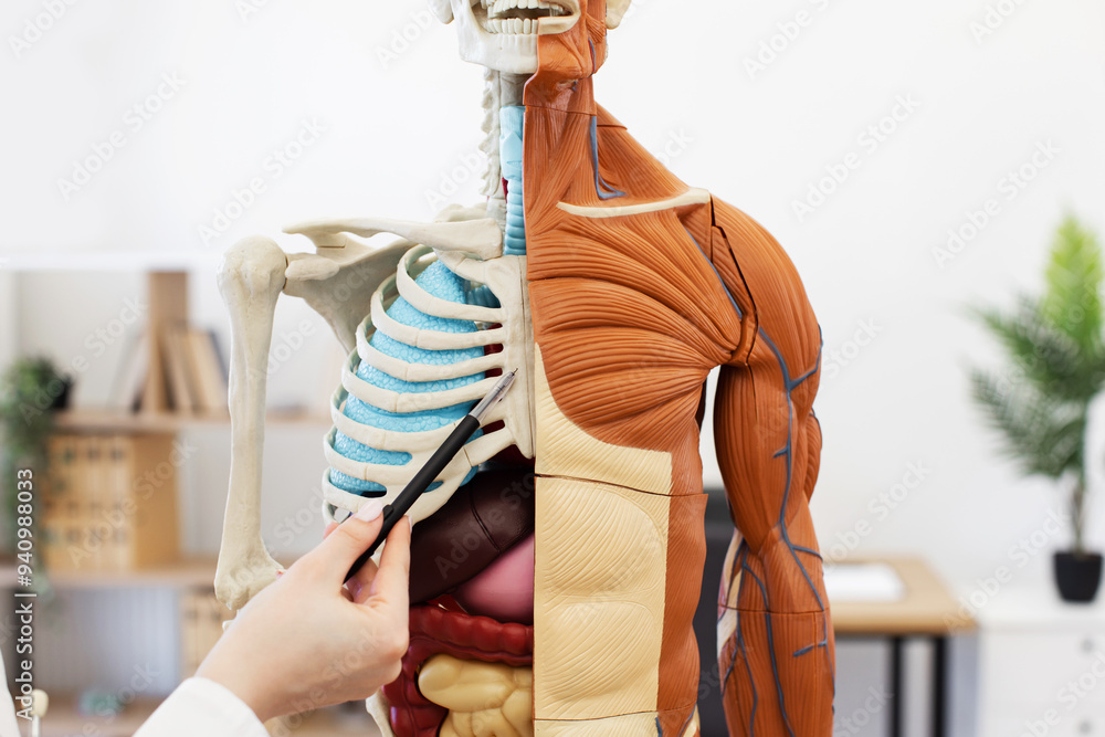 Medical professional using pointer to demonstrate human anatomy model ...