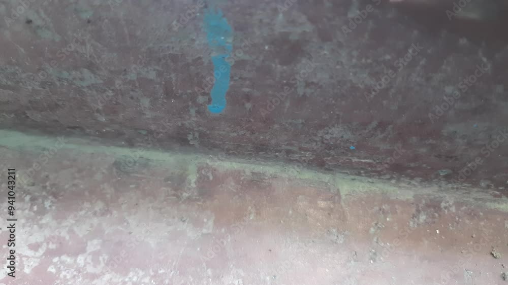 Little black frog. Frogs emerge during rainy season, hopping around in ...