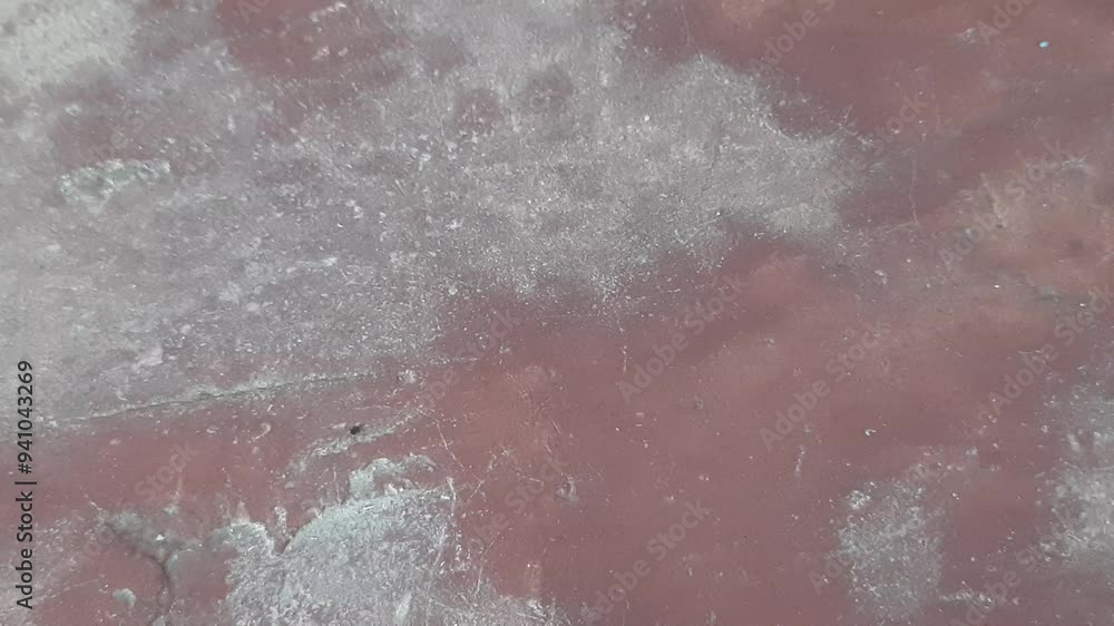 Little black frog. Frogs emerge during rainy season, hopping around in ...