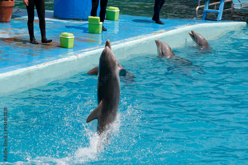 Dolphins doing pirouettes in a water park with their trainers. Dolphins ...