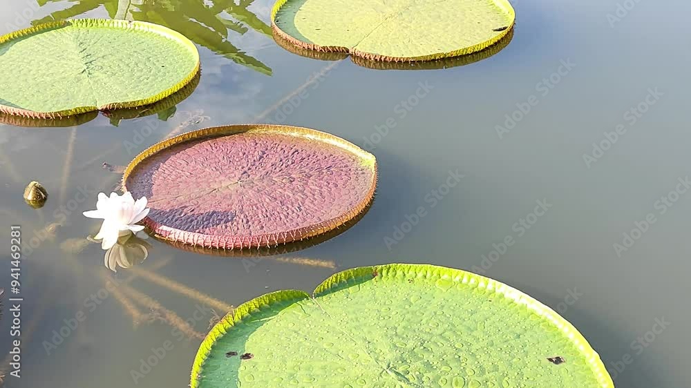 Panning 4K footage of a Victoria Amazonica in a pond at botanical ...