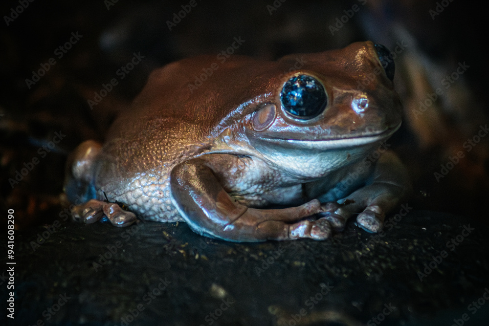 A detailed close-up of a frog sitting on a dark surface, with its large ...