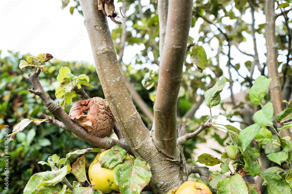 Rotten and decaying apple having fallen from the fruit tree, seen ...