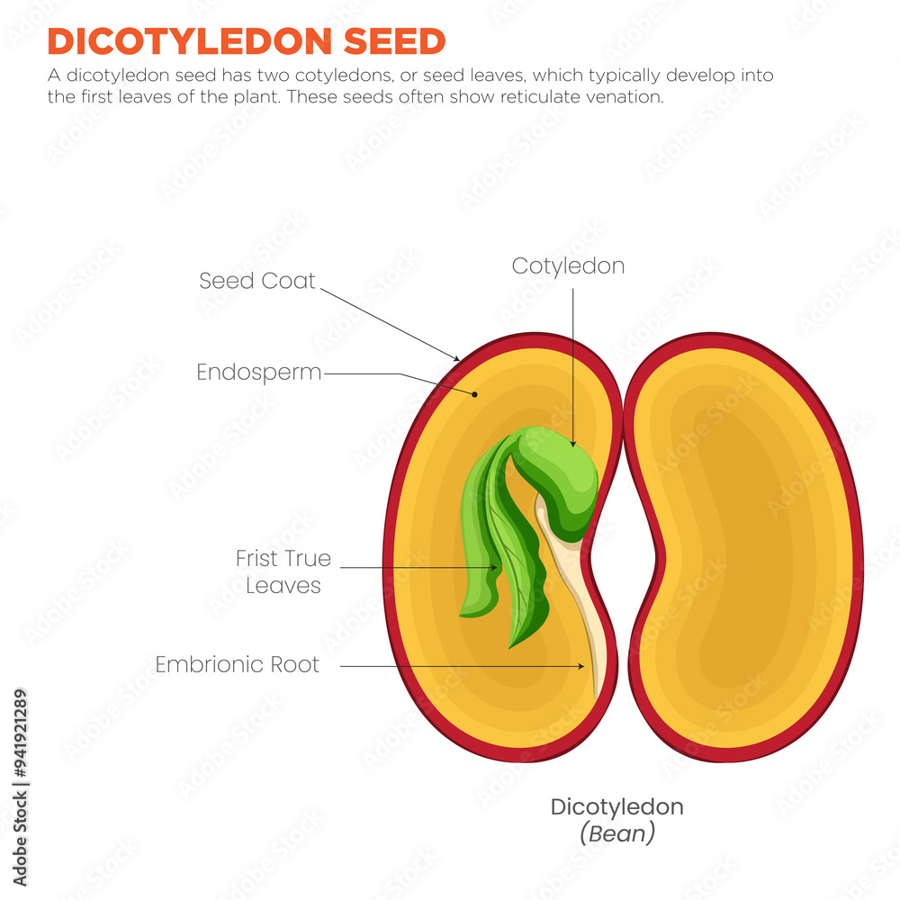 Characteristics of a Dicotyledon Seed Two Cotyledons and Reticulate ...