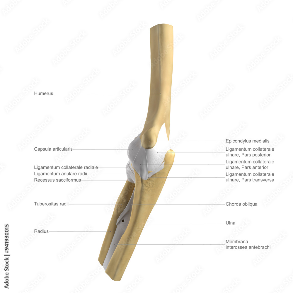 Anatomy of the elbow, labelled illustration Stock Illustration | Adobe ...