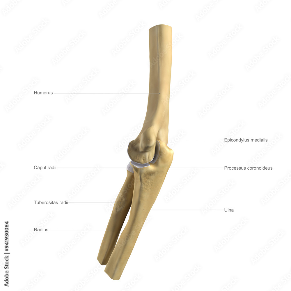 Anatomy of the elbow, labelled illustration Stock Illustration | Adobe ...