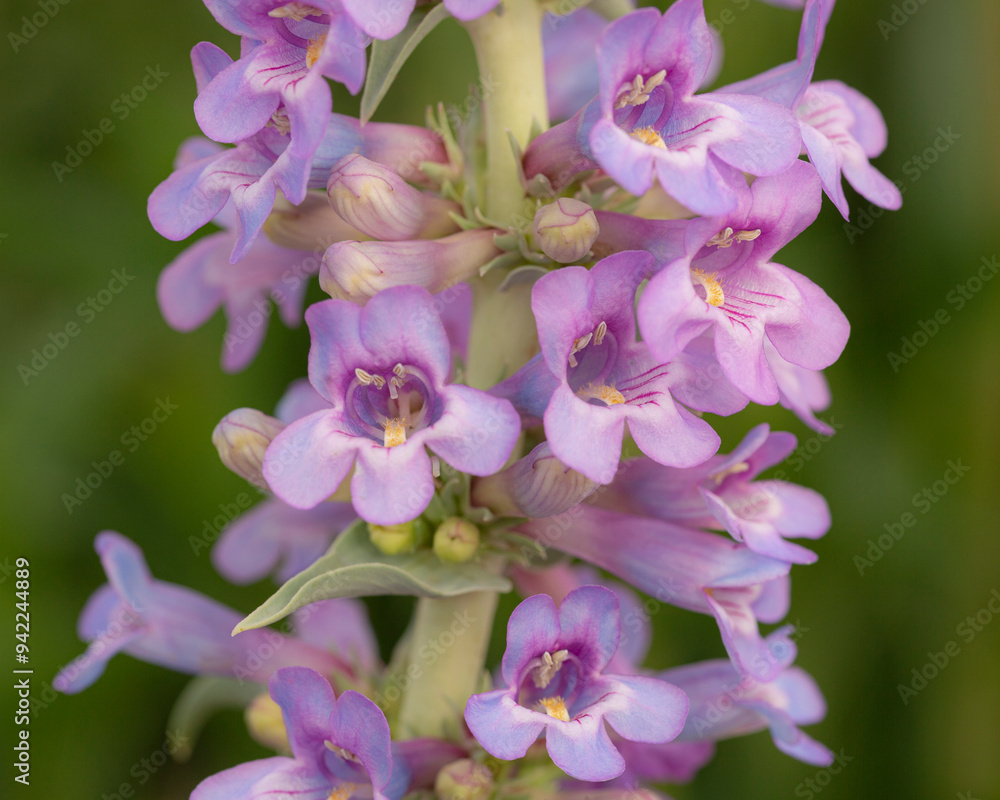 Narrow leaf beardtongue, whorled penstemon, whorled beardtongue ...