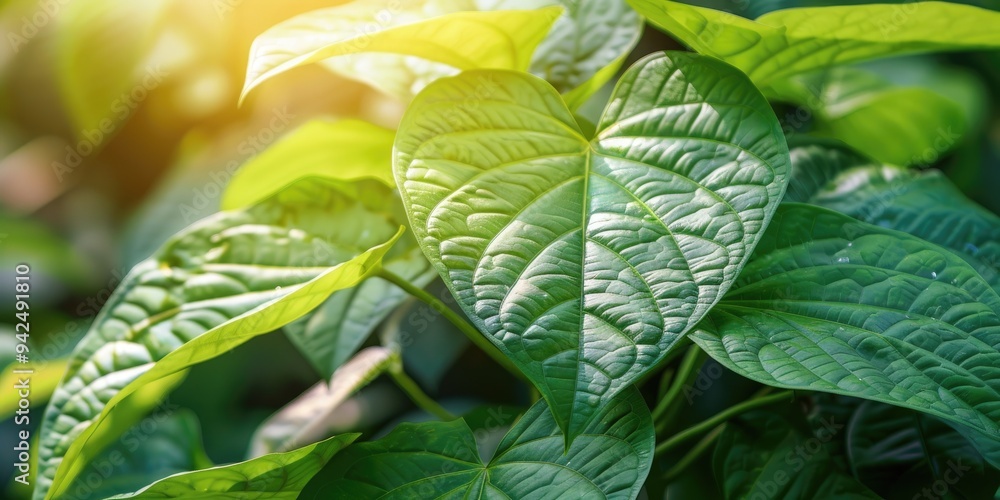 Fresh Betel Leaves Depicted in Afternoon Sunlight with Close-Up Views ...