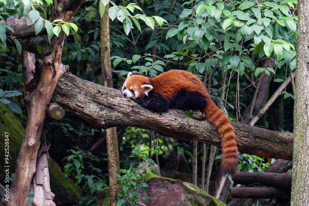 A playful red panda in Chengdu, China, surrounded by lush greenery ...