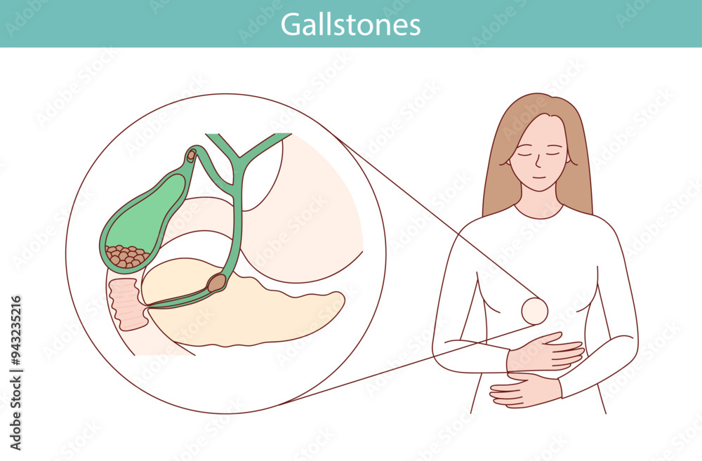 Schematic vector illustration of the structure of the gallbladder with ...