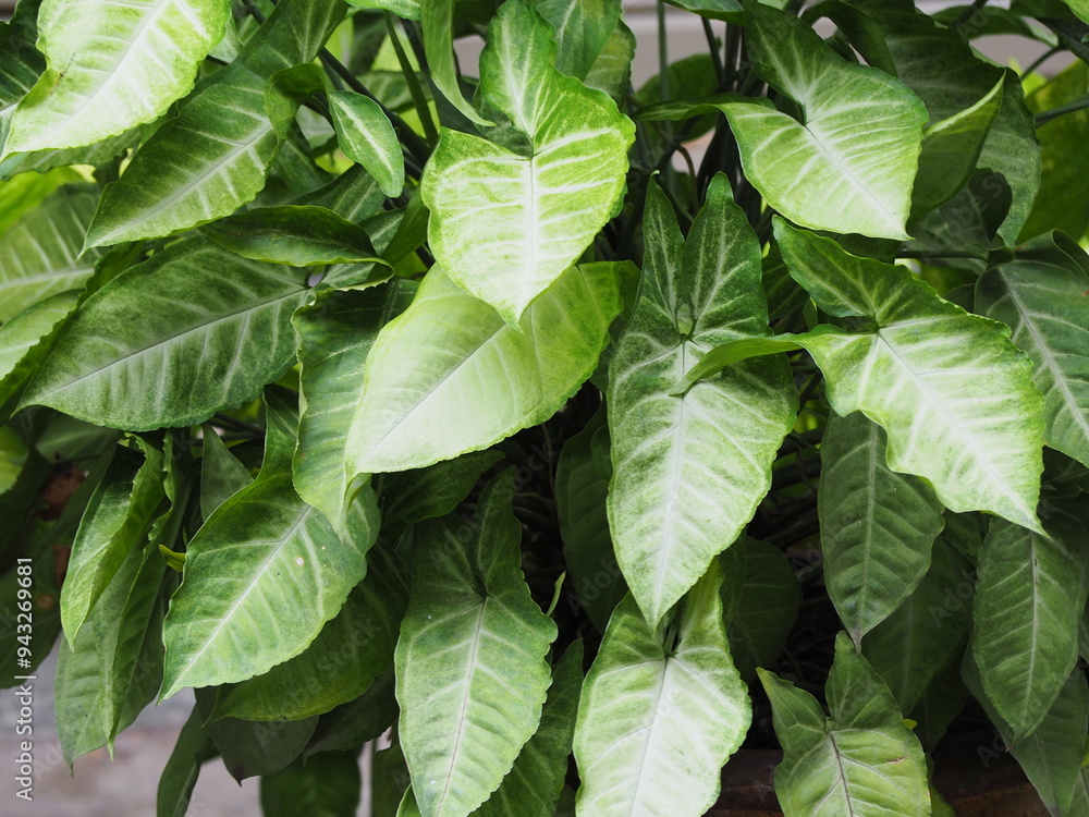 Syngonium, a climbing plant with long vines and succulent stems. Arrow ...