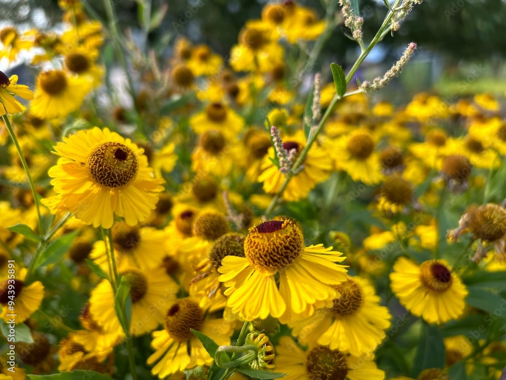yellow flowers of autumn helenium with brown stamens on a flowerbed ...