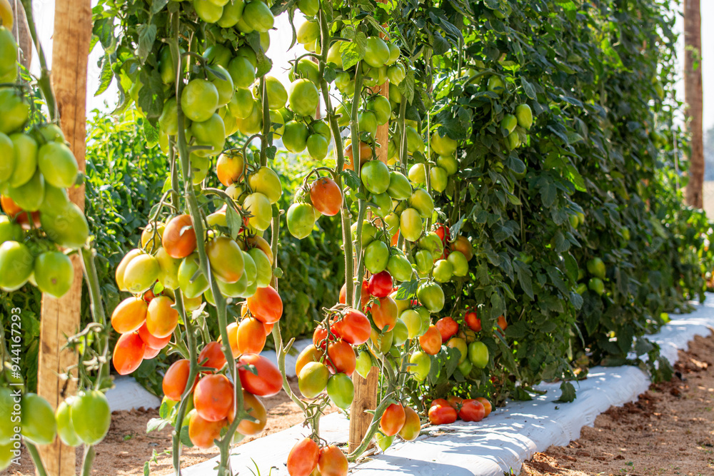 "Tomateiro: A Planta Produtora de Tomates, Fonte de Nutrientes e ...