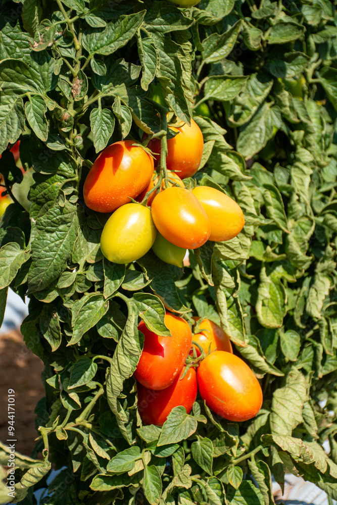 "Tomateiro: A Planta Produtora de Tomates, Fonte de Nutrientes e ...