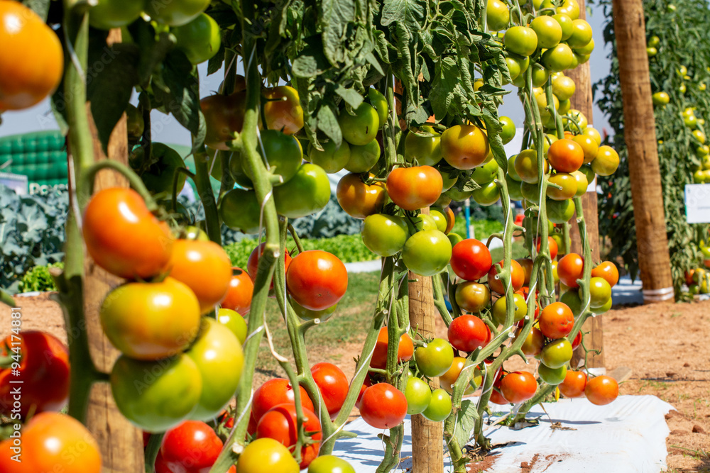 "Tomateiro: A Planta Produtora de Tomates, Fonte de Nutrientes e ...