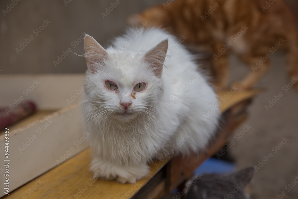 Beautiful white turkish van cat with brown eyes relaxing . Van Provence ...