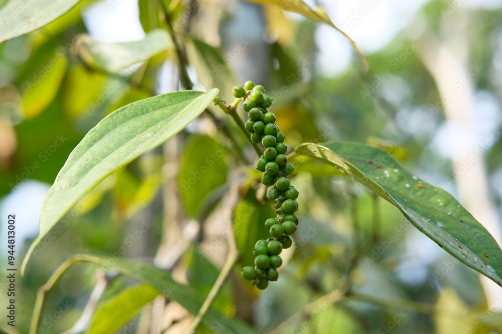 pohon lada or merica Black pepper is a flowering vine in the family ...