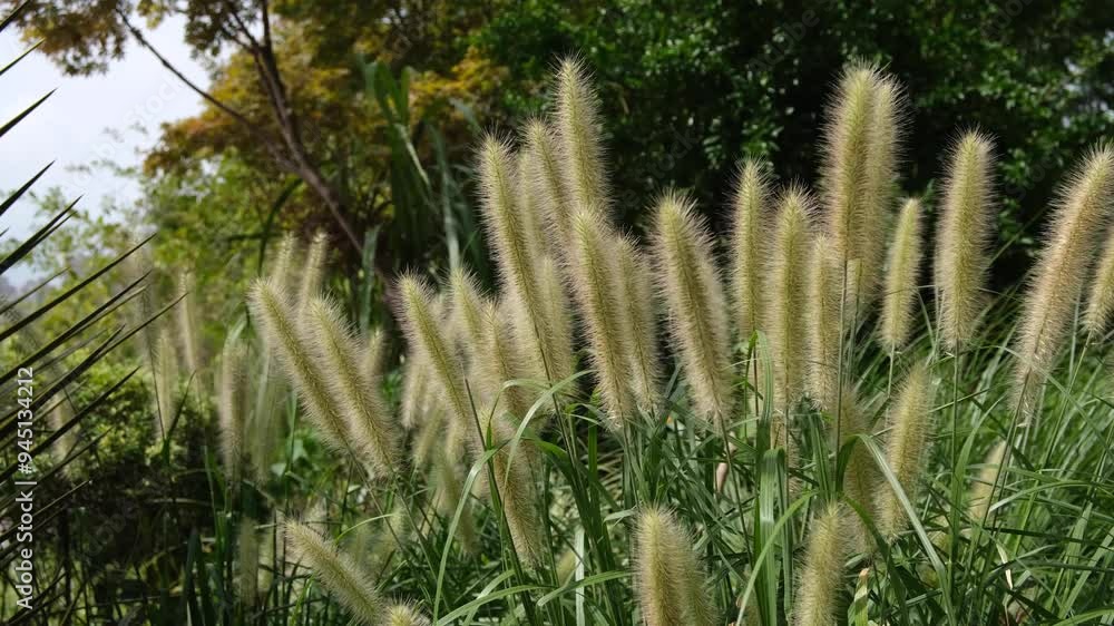 Pennisetum alopecuroides, Swamp Foxtail Grass. A cluster of tall ...