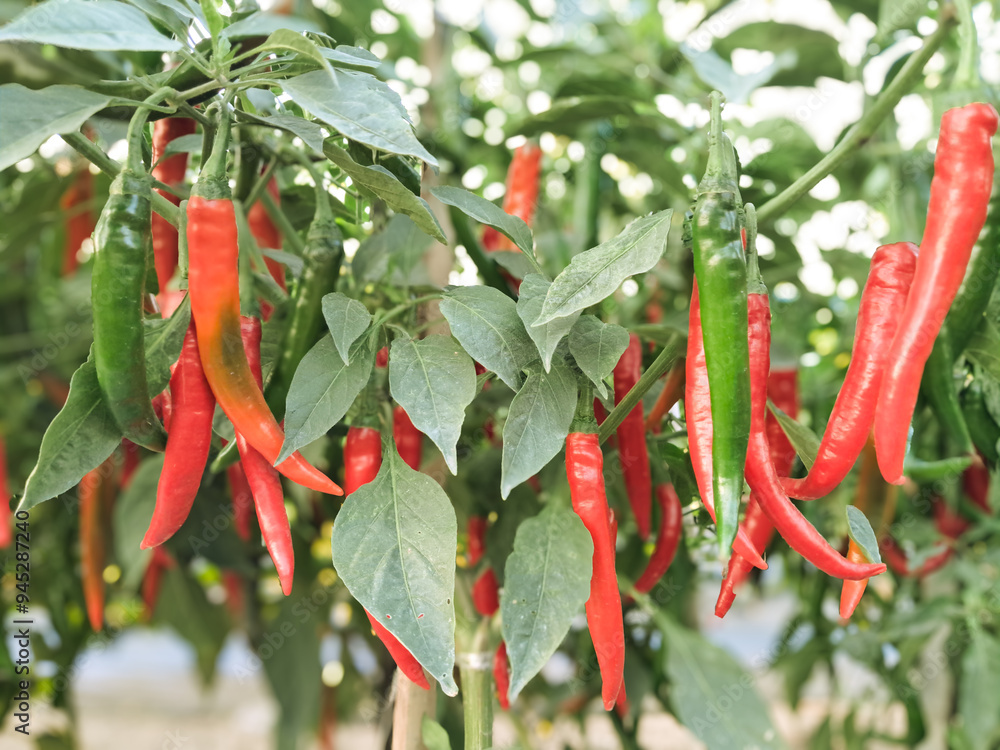 The genus Capsicum pepper plants in the family Solanaceae, which is a ...
