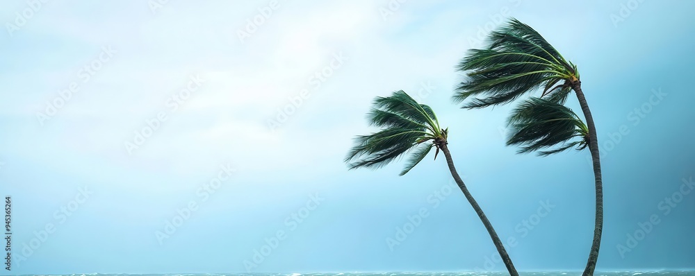 Galeforce winds bending palm trees during a tropical storm, extreme ...