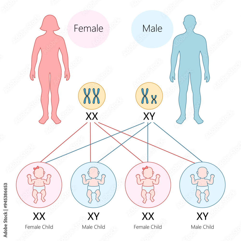 Poster human gender determination through chromosomes, XX results in a female child and XY in a ...