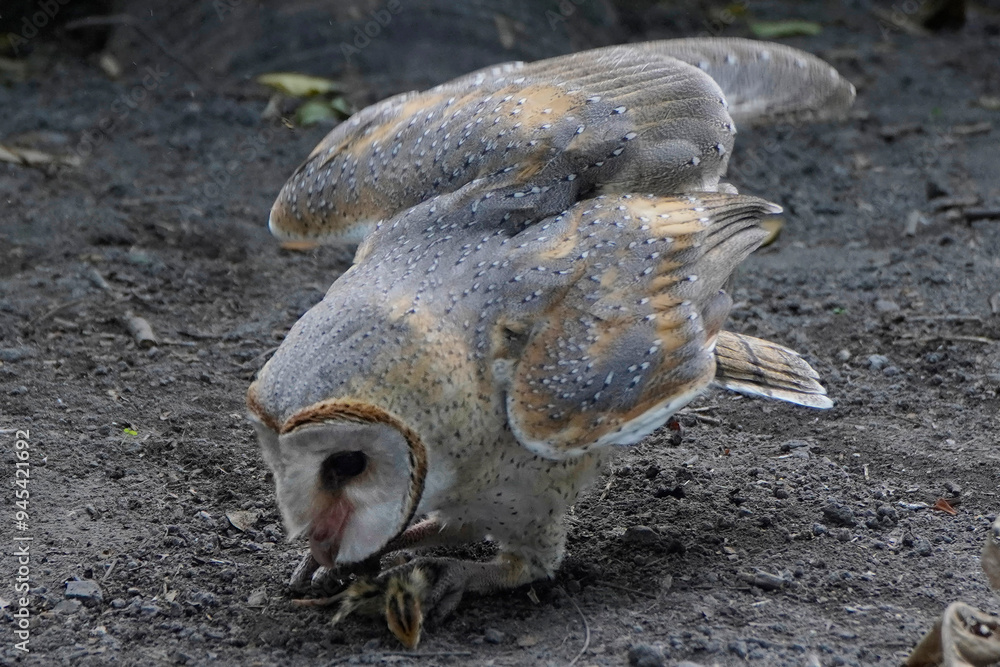 Barn Owl hunting and catching its prey on the ground (Tyto alba) Stock ...