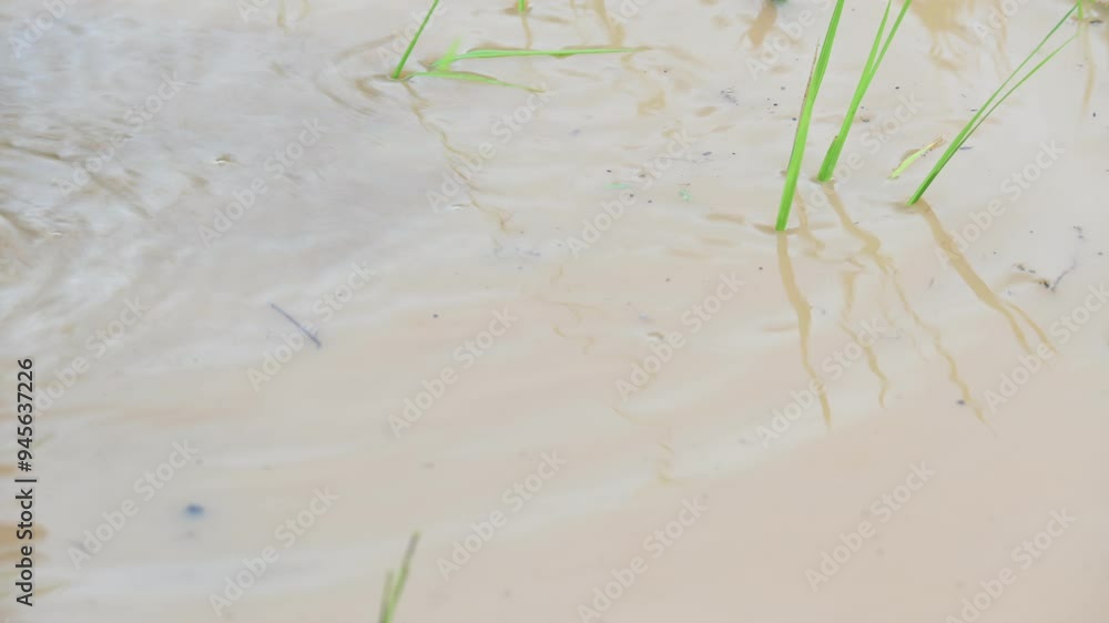 Rice plant planting in the field. A Indian farmer hand planting rice ...