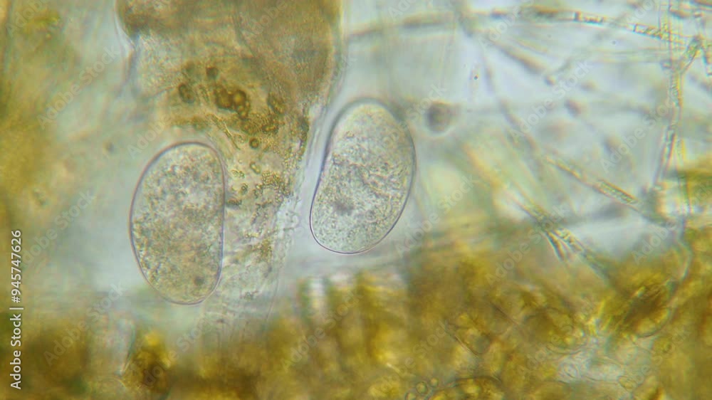 Research Scientists Unicellular Organisms. Soil Microorganisms Under ...