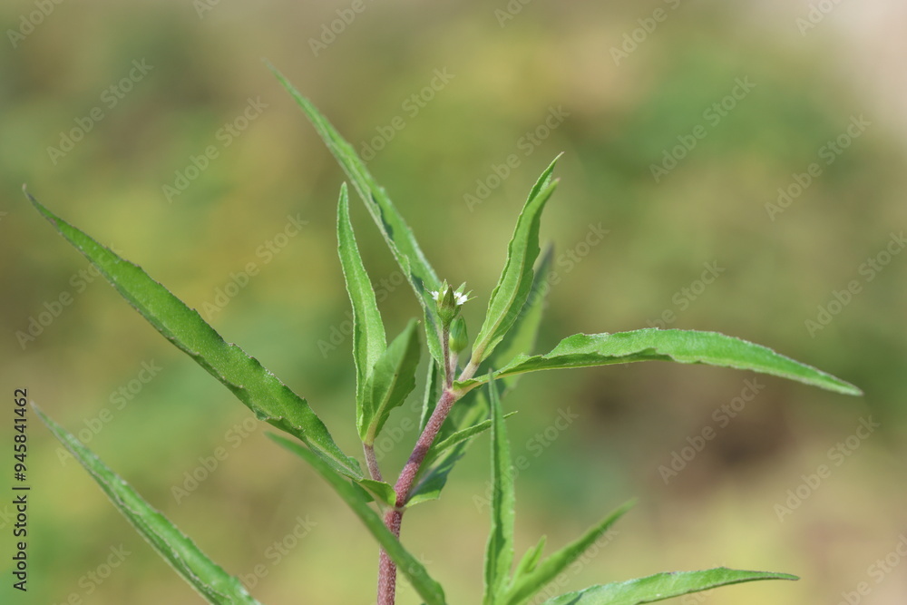 Eclipta prostrata is a species of plant in the family Asteraceae Stock ...