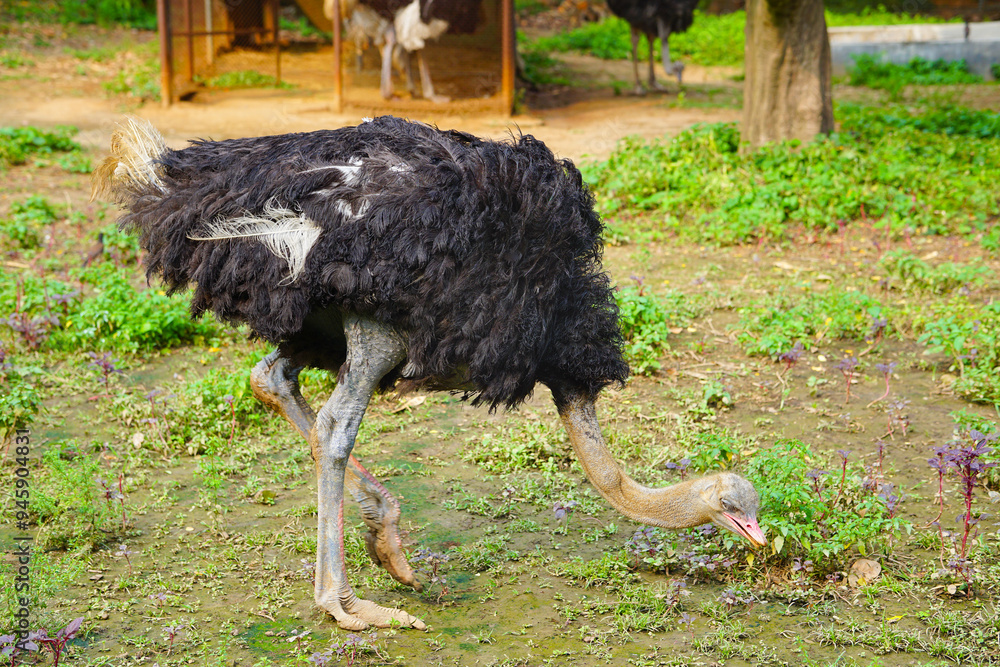North African ostrich eating leafy greens in the farm, The North ...