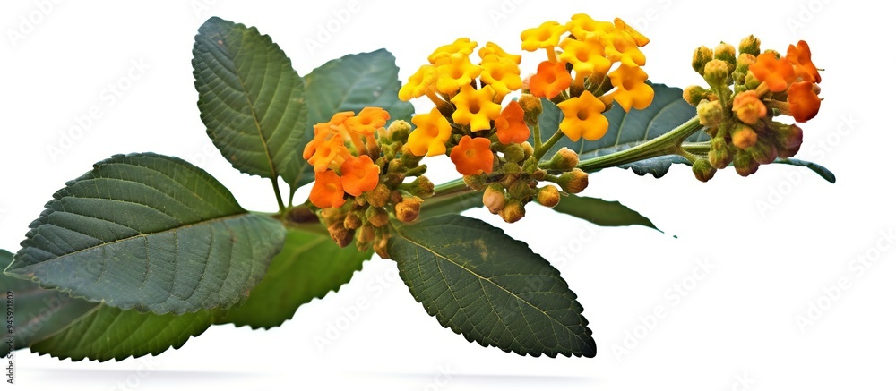 Blooming Lantana camara, yellow- orange flowers, common lantana, wild ...