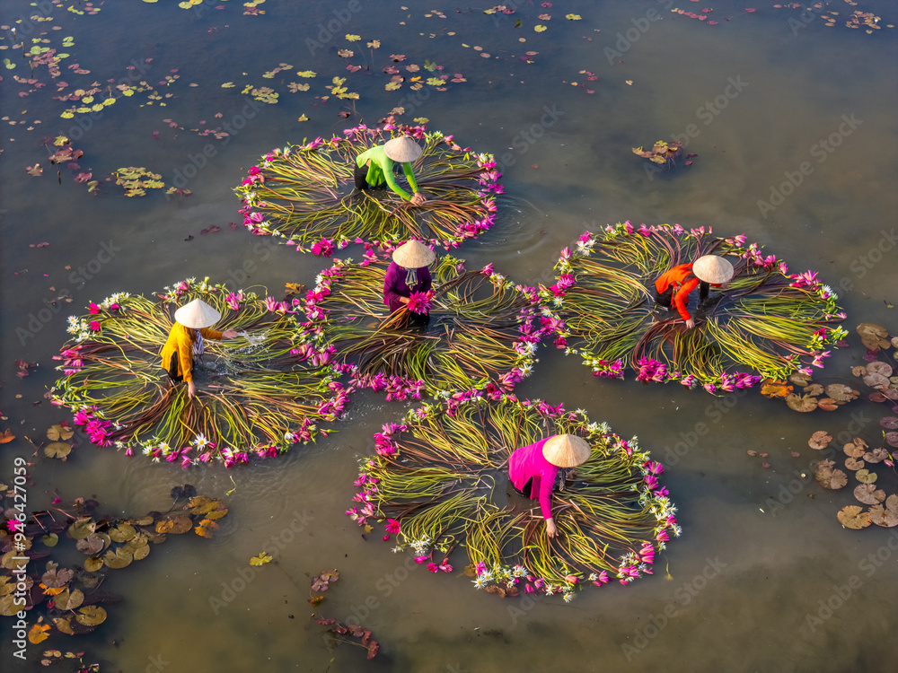 Aerial view of rural women in Moc Hoa district, Long An province ...