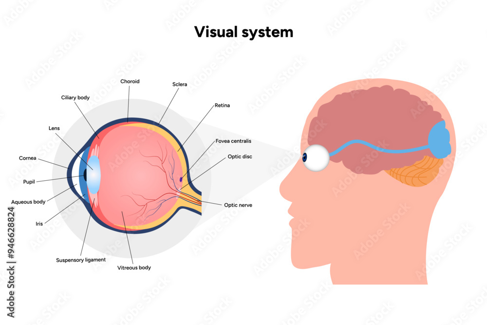 Suprachiasmatic nucleus of hypothalamus. Human visual system pathway ...