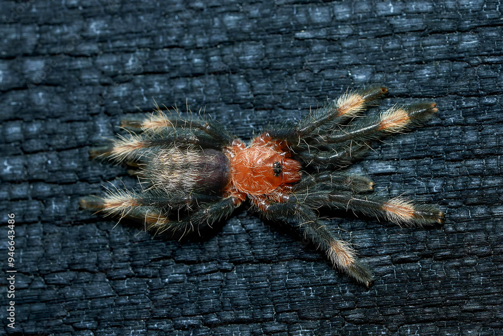 Psalmopoeus irminia tarantula theraphosidae also known as the ...
