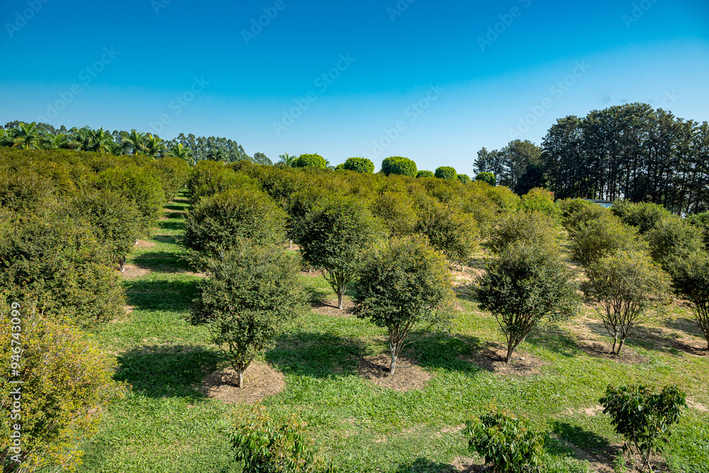 Parque Maeda em Itu, SP- Um Refúgio de Natureza, Diversão e Tradição ...