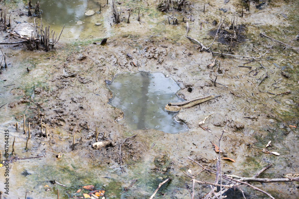 Giant mudskipper - Periophthalmodon schlosseri on the muddy ground and ...