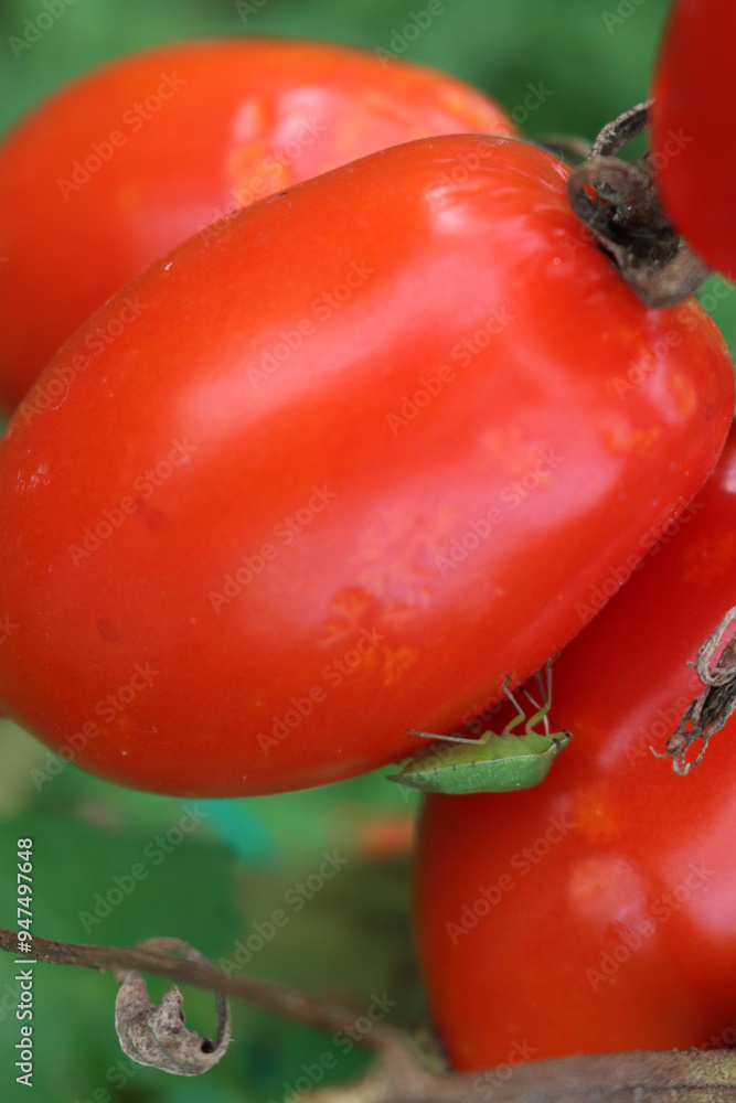 Green shield bug on red ripe tomato in the vegetable garden. Nezara ...