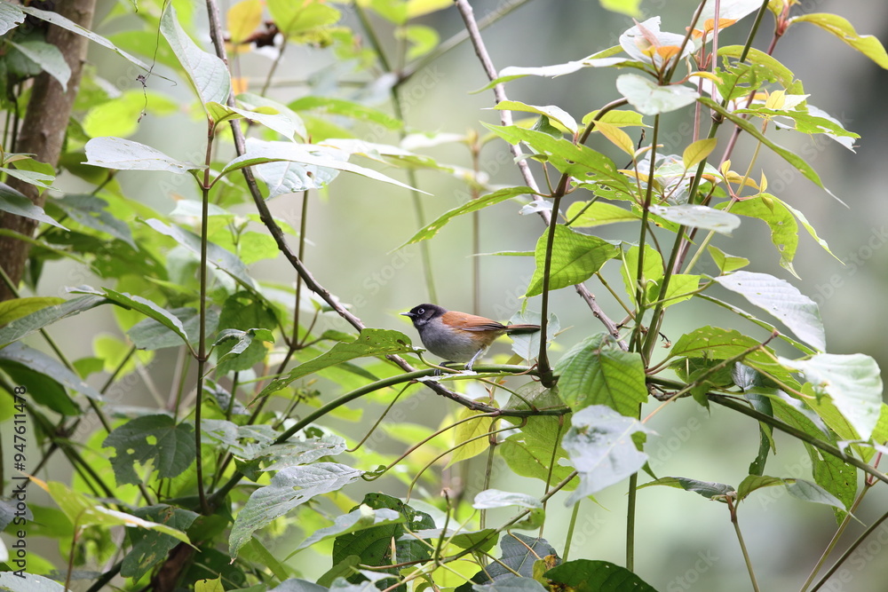 The Rwenzori hill babbler (Sylvia atriceps) is a species of passerine ...