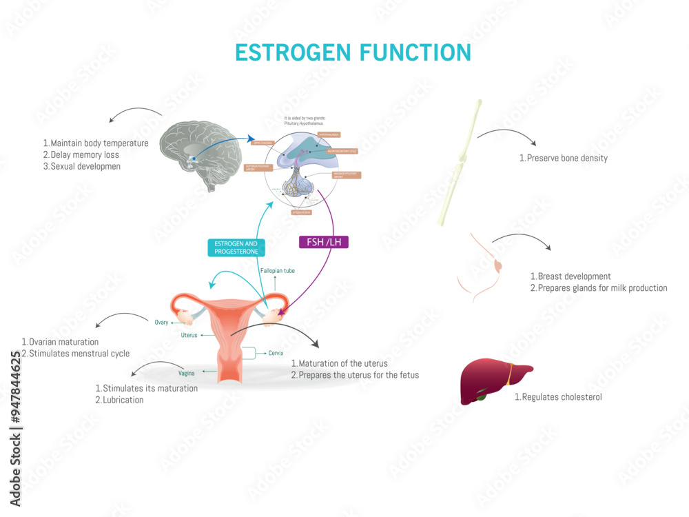 Detailed illustration of the function of estrogen in the female body ...