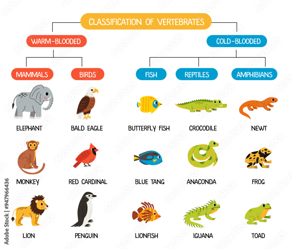 Classification of vertebrates animals. Scheme for kids with cute ...