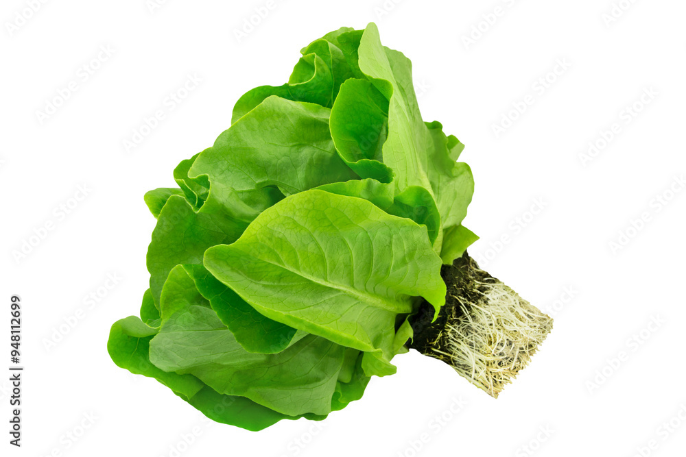 Kopfsalat Mit Wurzelballen