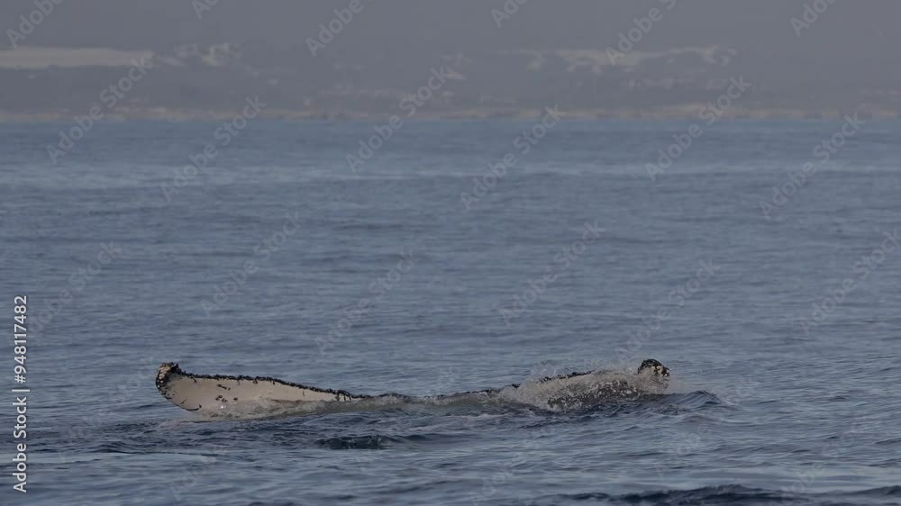 Beautiful And Gentle humpback Whale Slapping Tail On The Surface Of ...