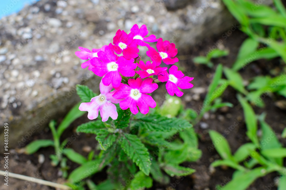 Many delicate fresh vivid pink magenta flowers of Verbena Hybrida Nana ...
