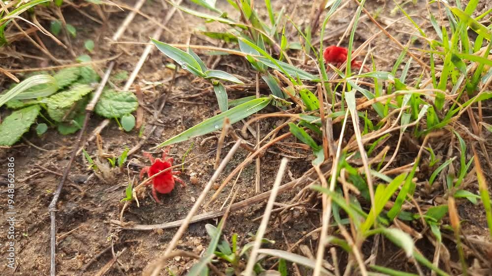 Trombidiidae bugs. Its other names red velvet mites, true velvet mites ...